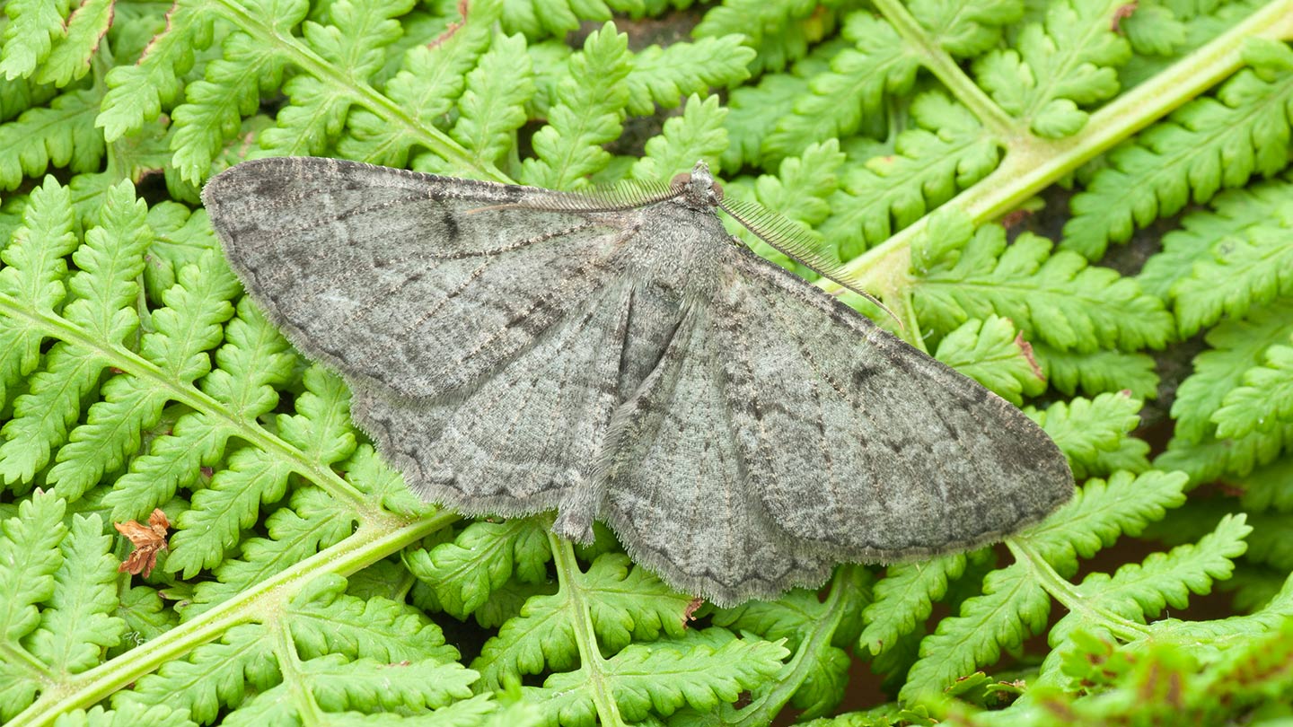 Moths life cycle and feeding habits - Woodland Trust