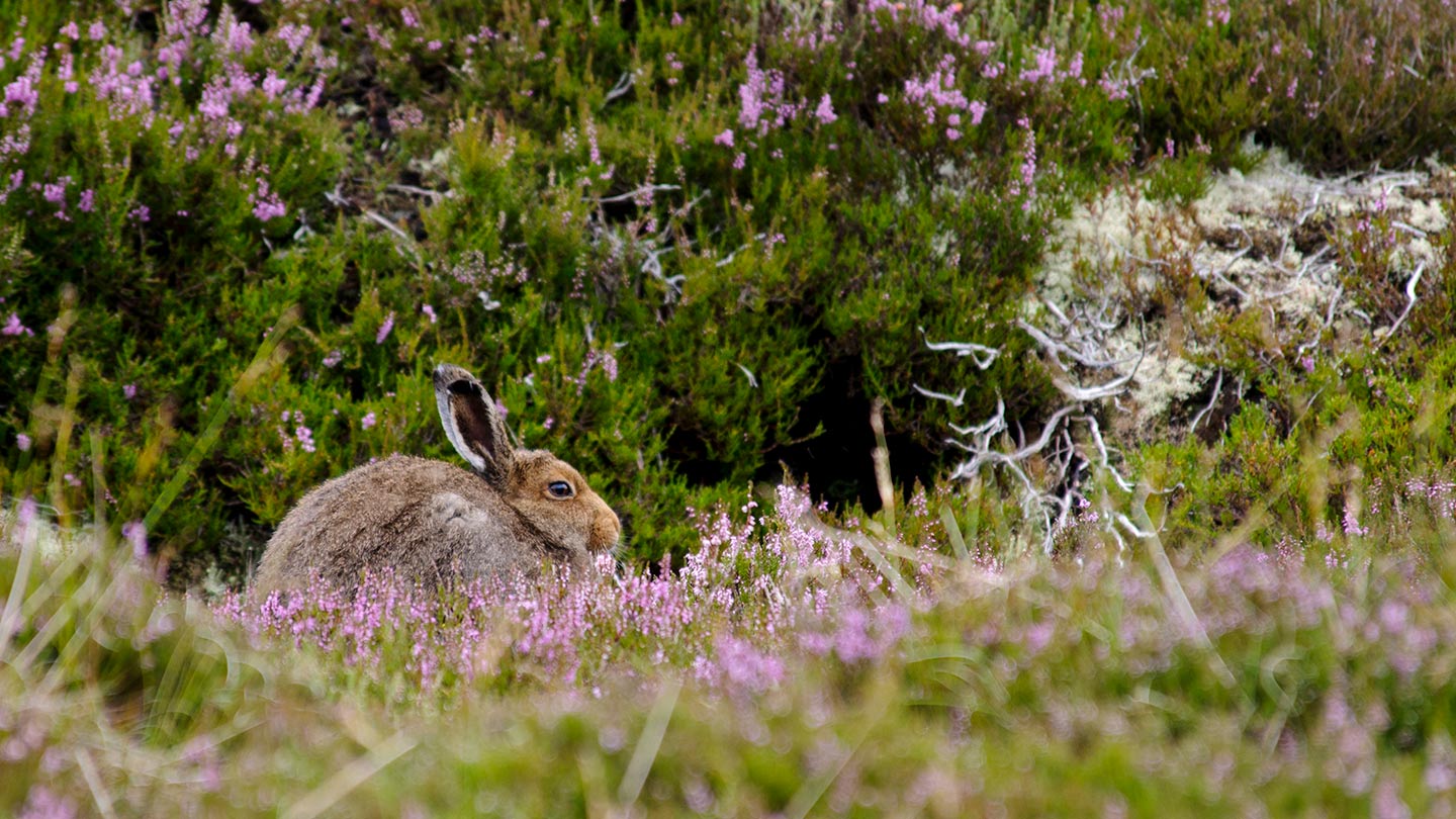 UK Wildlife - Four Examples of Camouflage - Woodland Trust