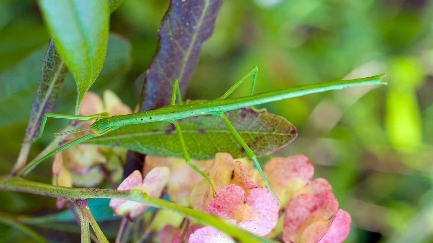 UK Wildlife - Four Examples of Camouflage - Woodland Trust