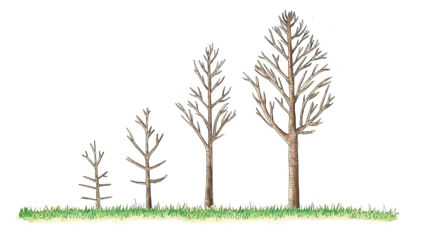 Types of woodland management - Woodland Trust