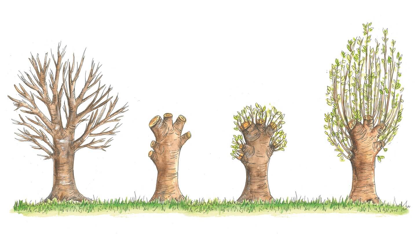 Types of woodland management - Woodland Trust