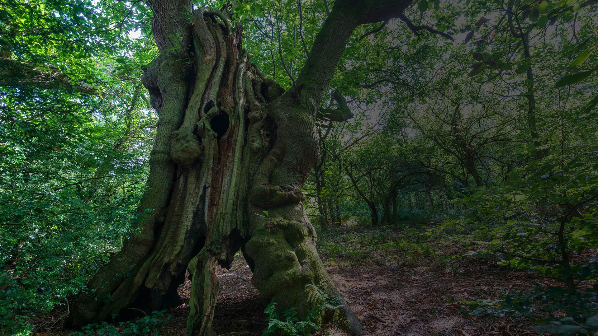 Ancient Trees - Woodland Trust