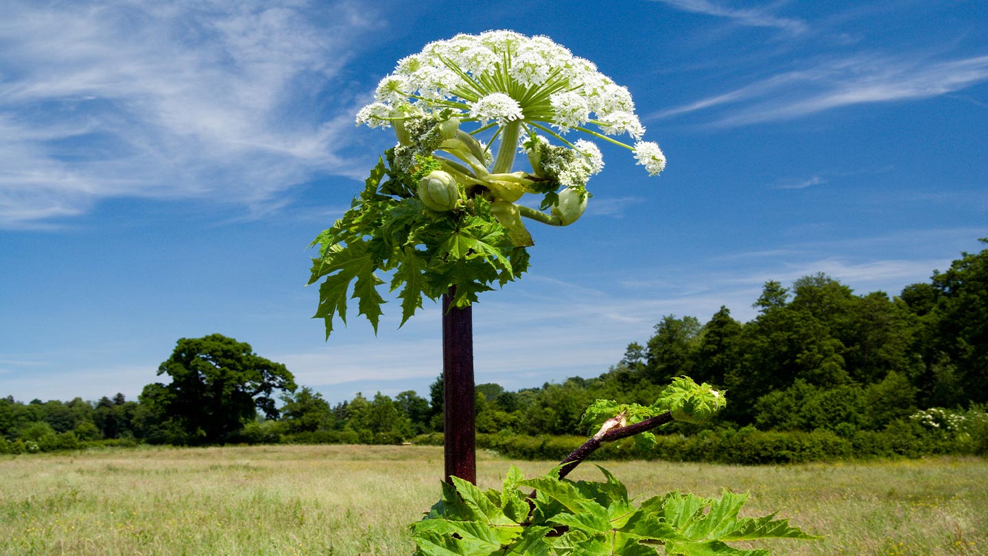 Giant Hogweed In The UK Everything You Need To Know Woodland Trust