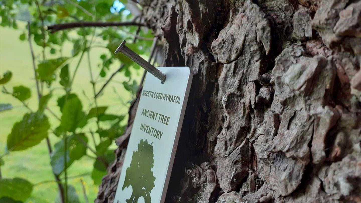 Uncovering Ancient Trees - Woodland Trust