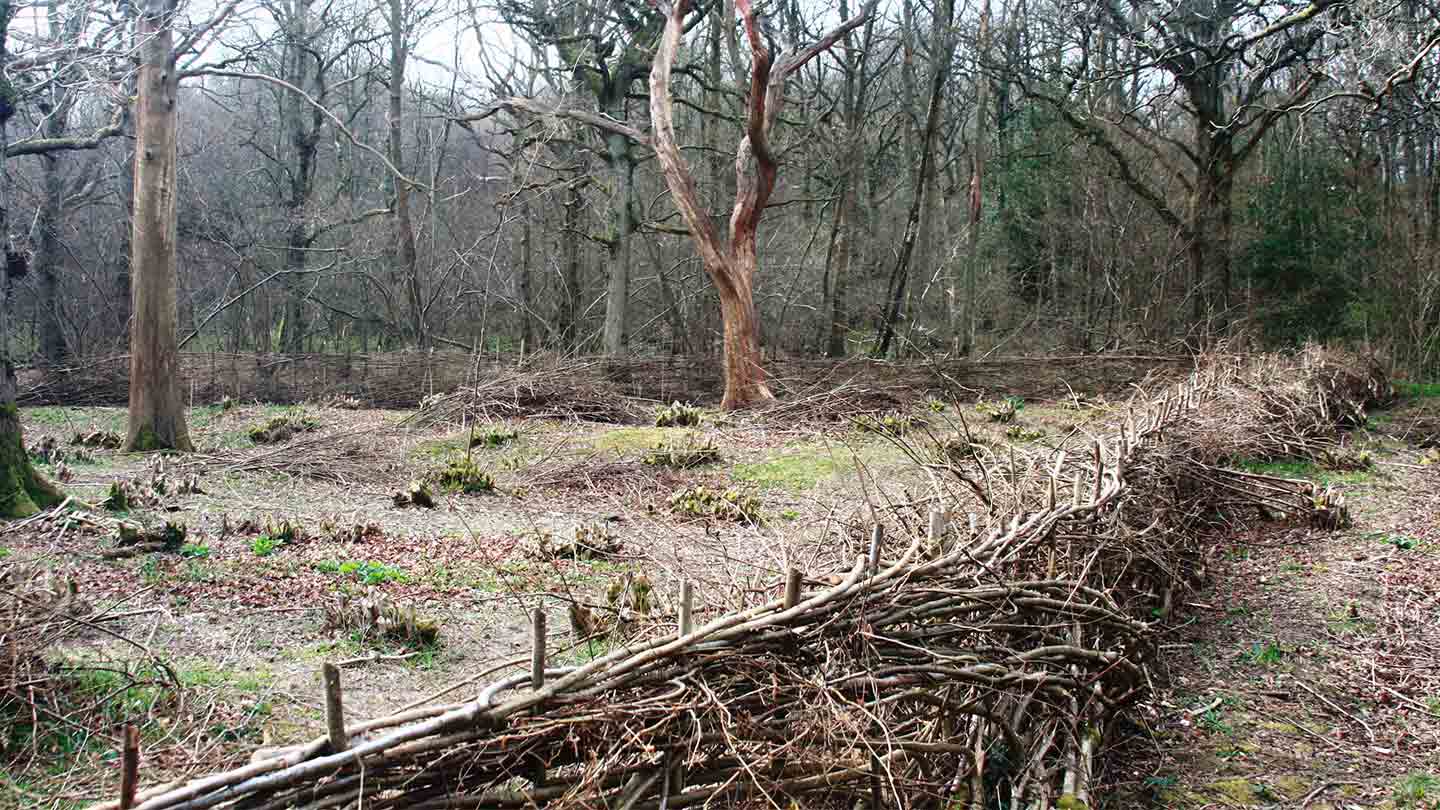 Hammond's Copse - Visiting Woods - Woodland Trust