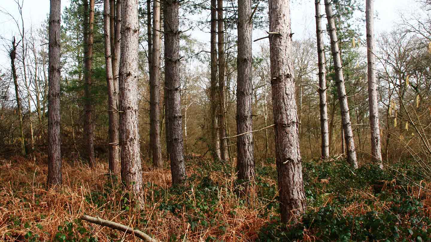 Hammond's Copse - Visiting Woods - Woodland Trust