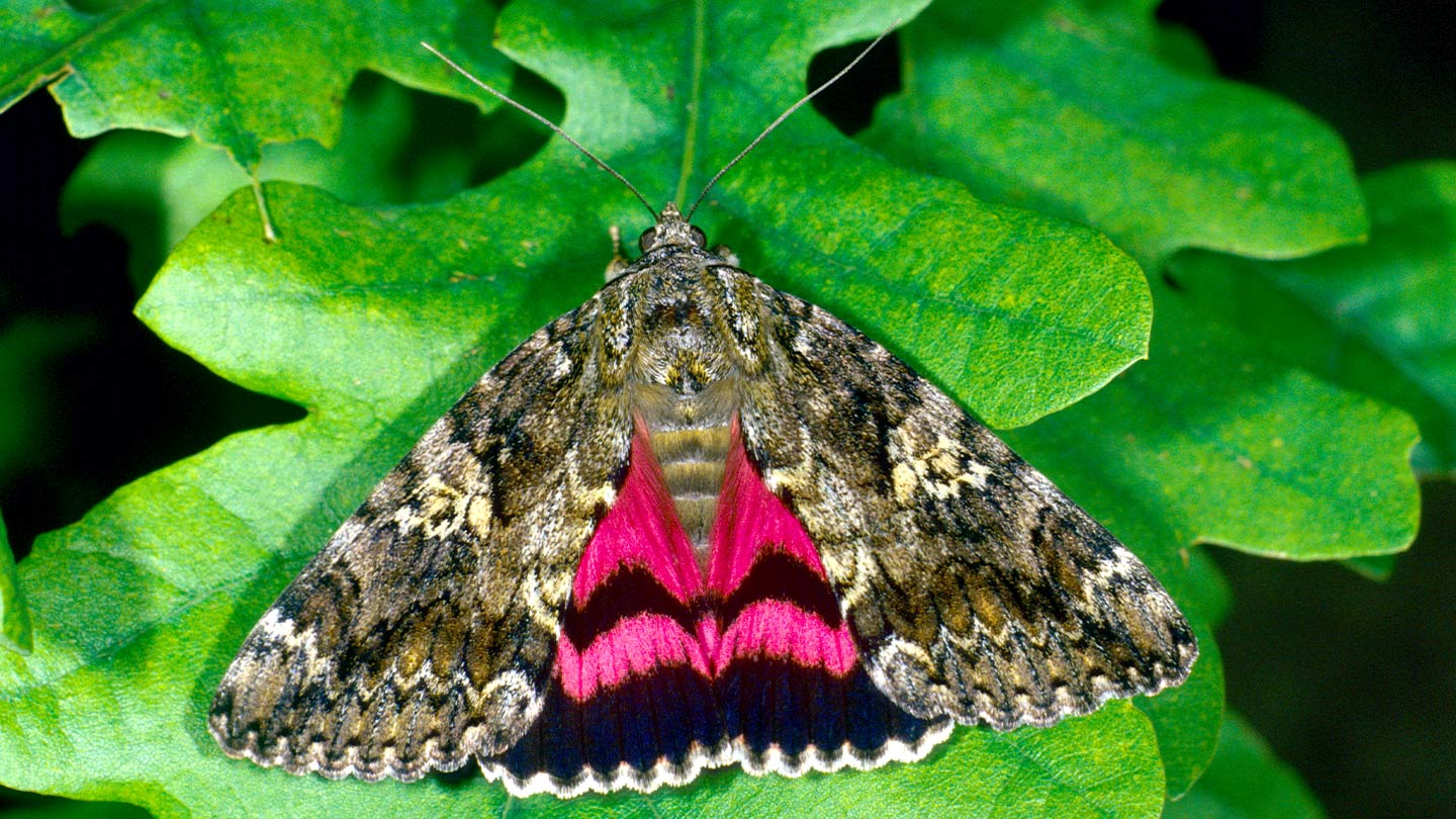 6 Rare Moths That Rely on Trees - Woodland Trust