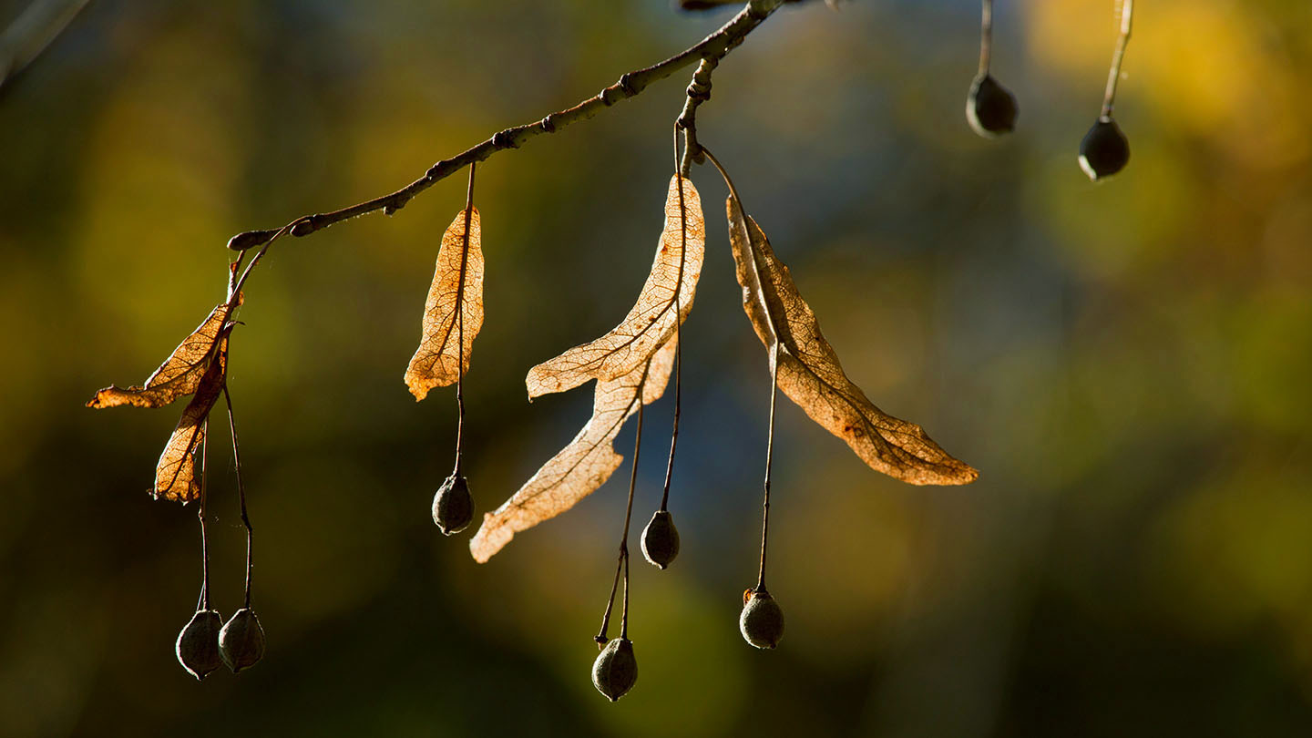 Large-leaved Lime (Tilia platyphyllos) - Woodland Trust
