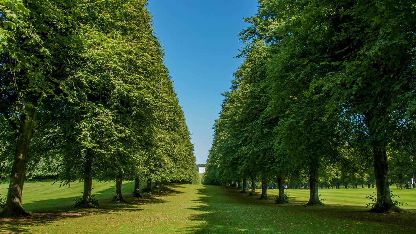 Large-leaved Lime (Tilia platyphyllos) - Woodland Trust