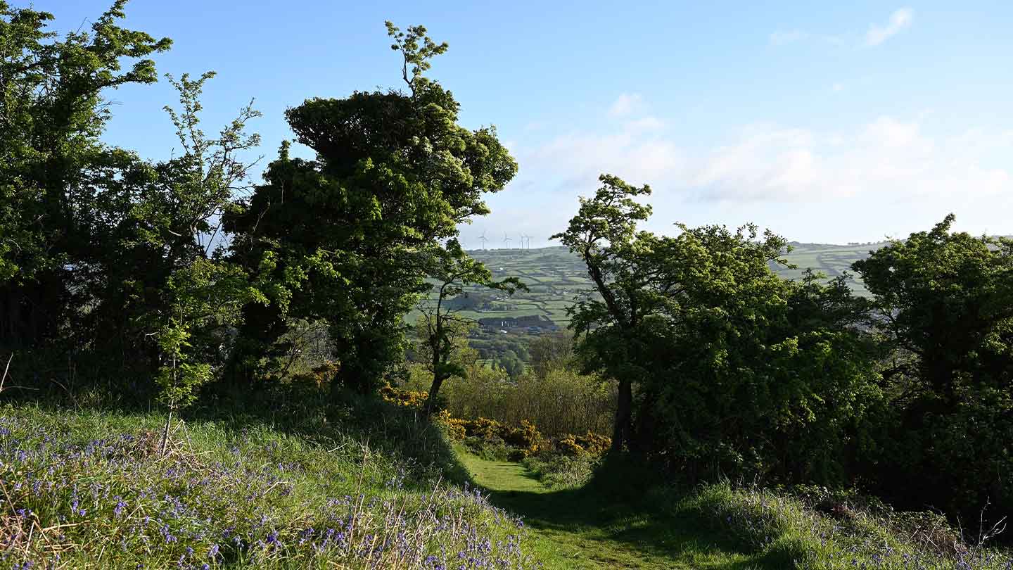 Carnmoney Hill - Visiting Woods - Woodland Trust