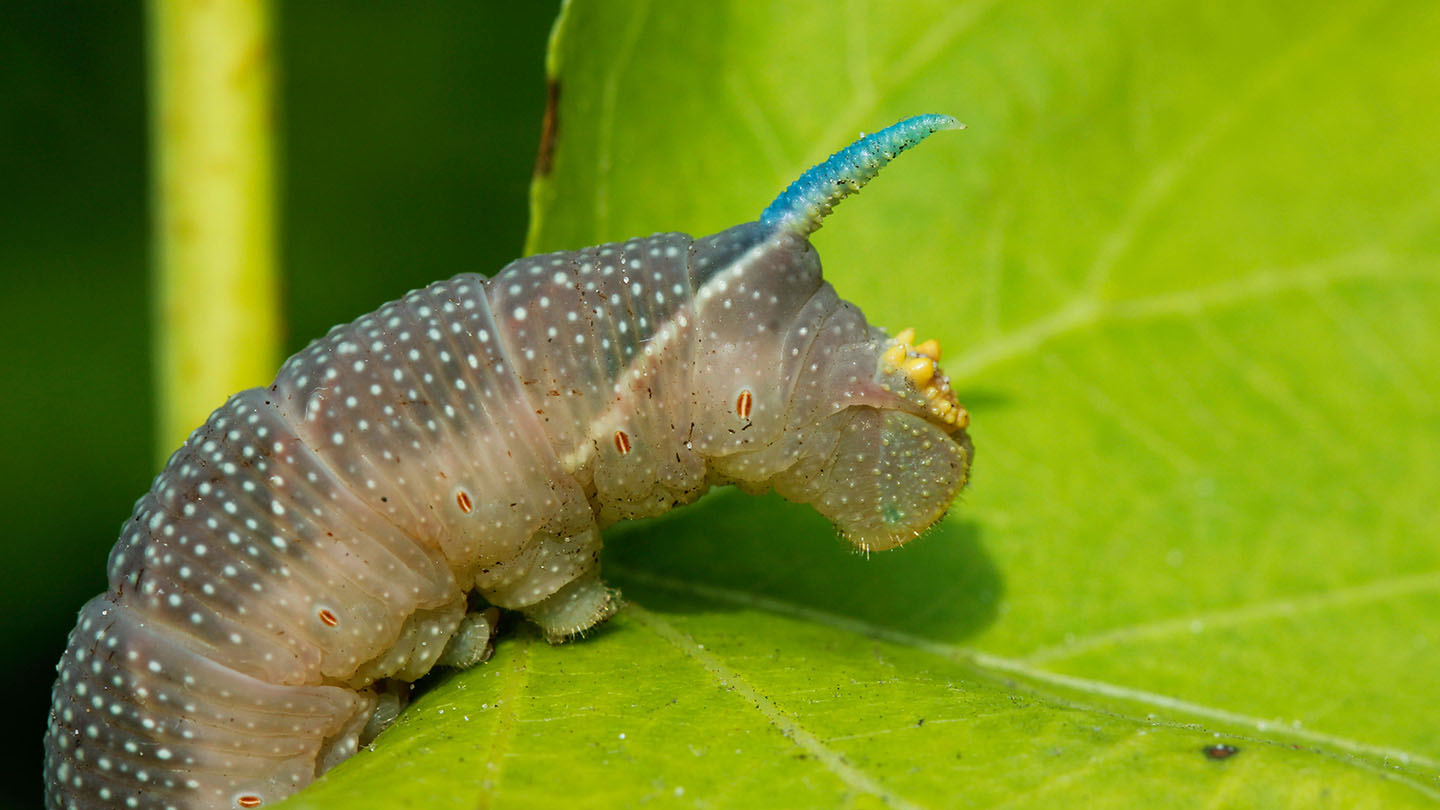 Hawk-moth Caterpillar ID: 8 UK Species - Woodland Trust