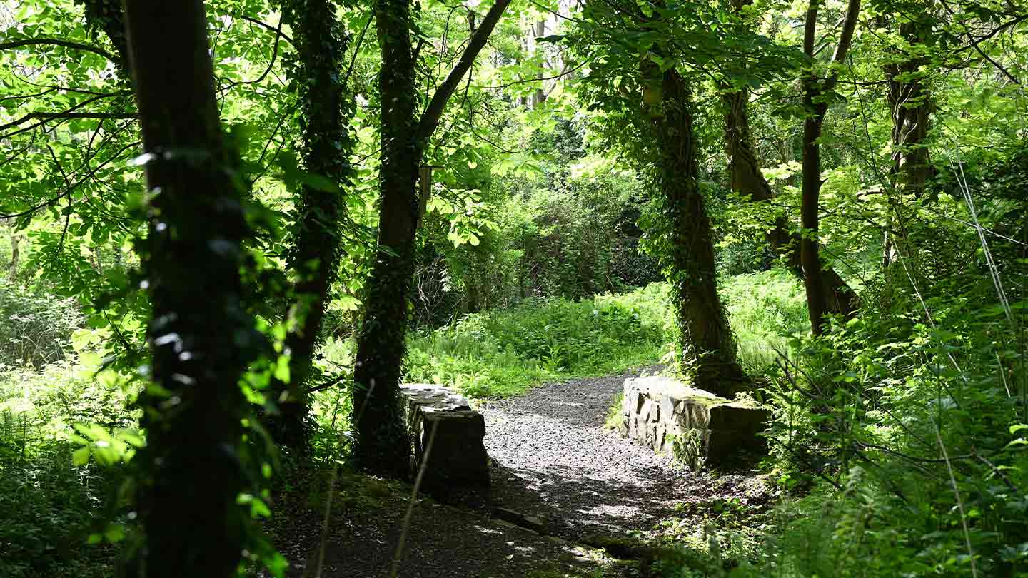 Throne Wood - Visiting Woods - Woodland Trust