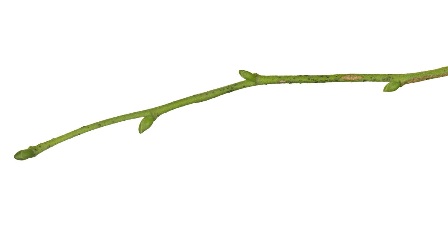 Large-leaved Lime (Tilia platyphyllos) - Woodland Trust