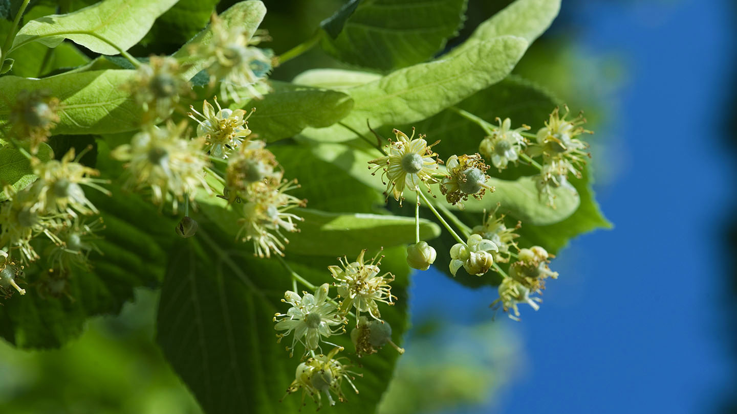 Large-leaved Lime (Tilia platyphyllos) - Woodland Trust