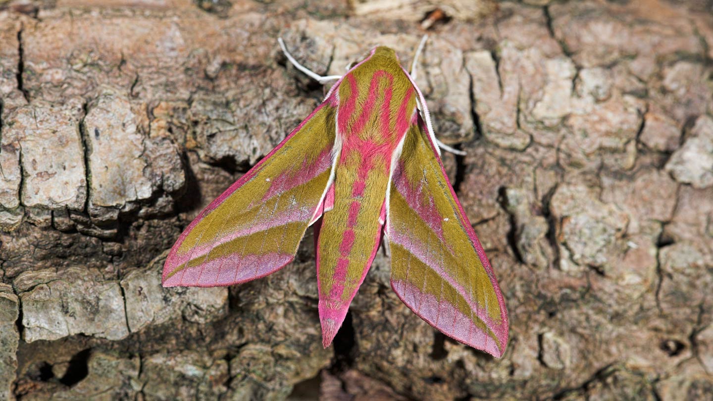 Moths life cycle and feeding habits - Woodland Trust