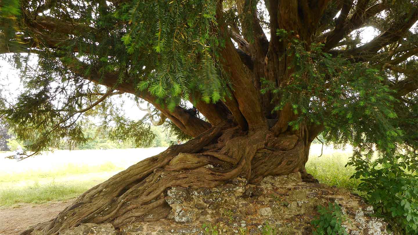 European Tree of The Year - Woodland Trust