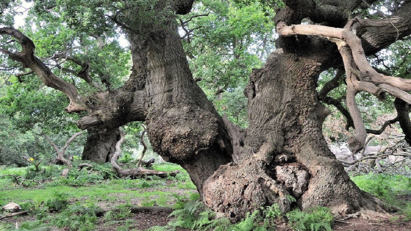 How we take care of ancient and veteran trees - Woodland Trust