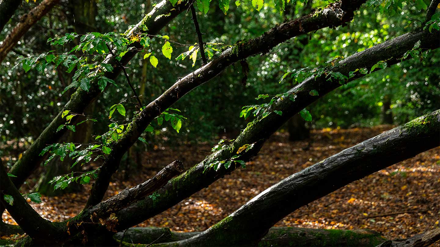 Havering - Woodland Trust