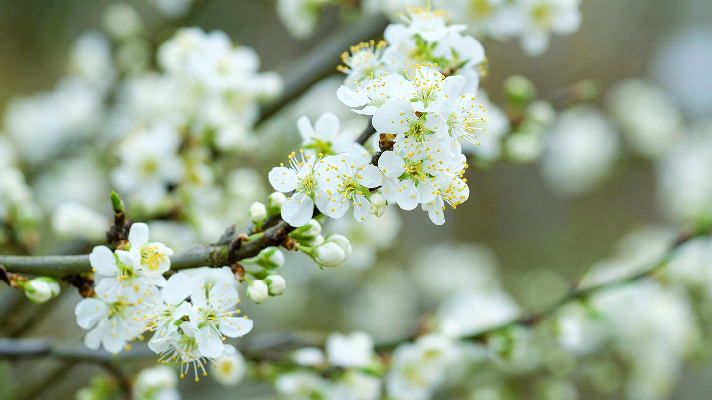 Plum (Prunus domestica) - British Trees - Woodland Trust