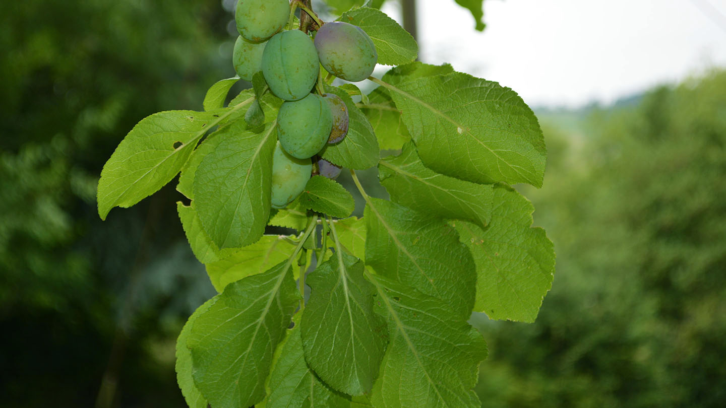 Plum (Prunus domestica) - British Trees - Woodland Trust