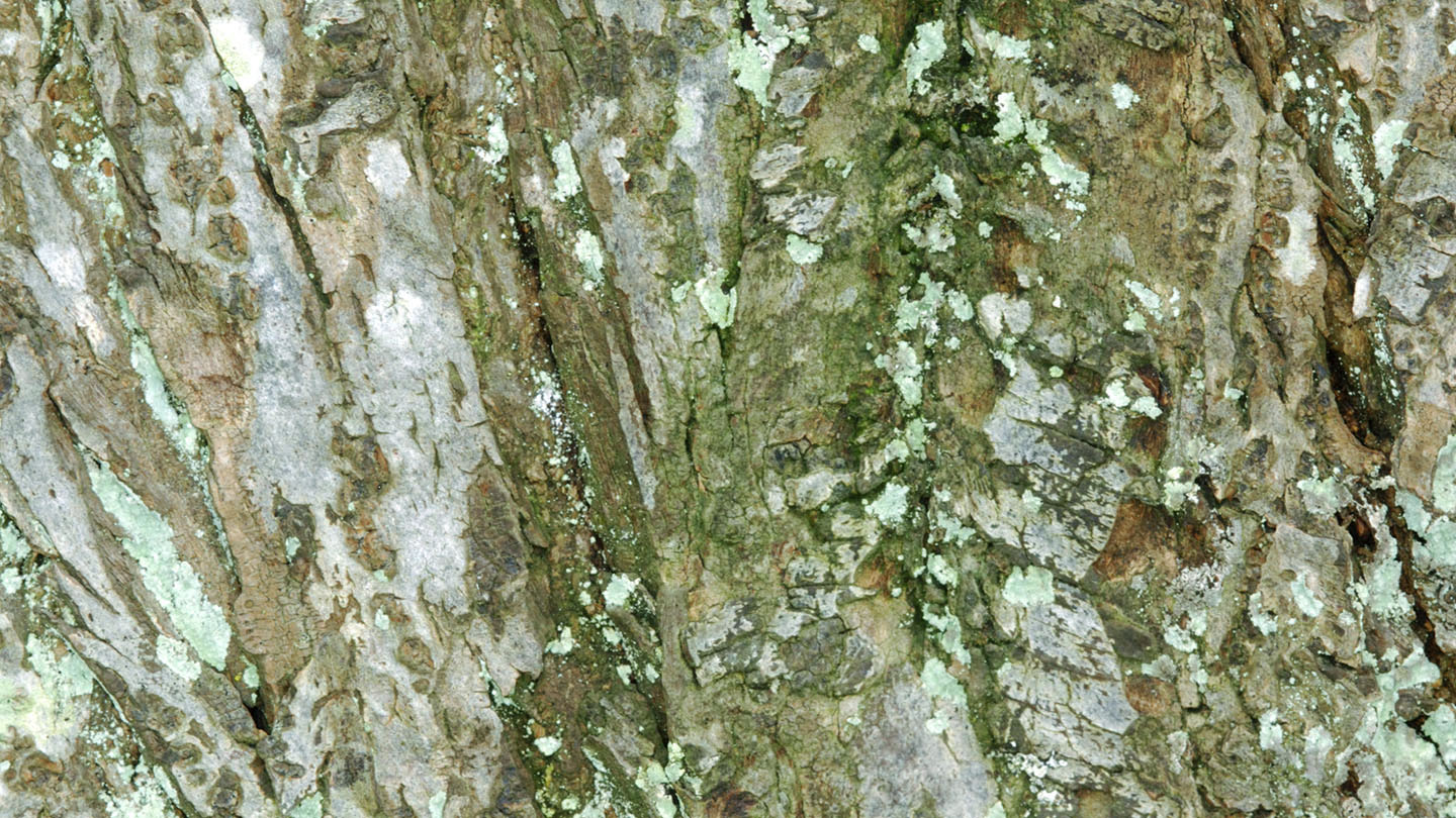 Plum (Prunus domestica) - British Trees - Woodland Trust