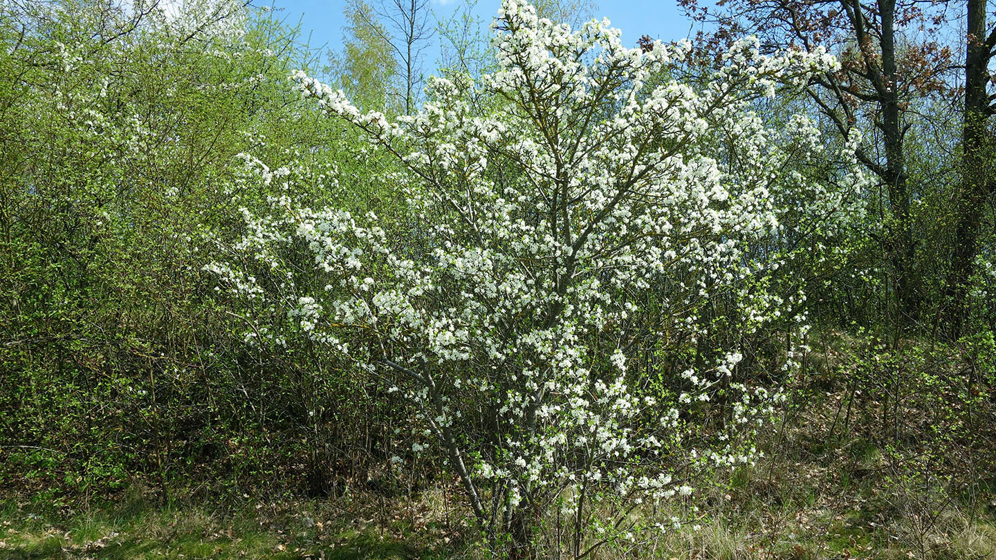 Plum (Prunus domestica) - British Trees - Woodland Trust