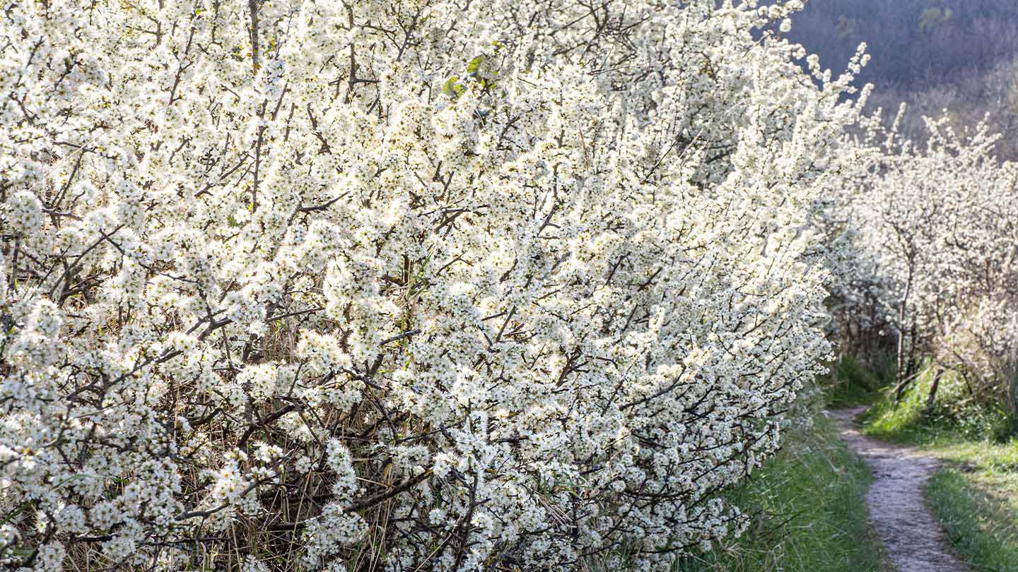 Best Native Hedge Plants: What To Choose - Woodland Trust