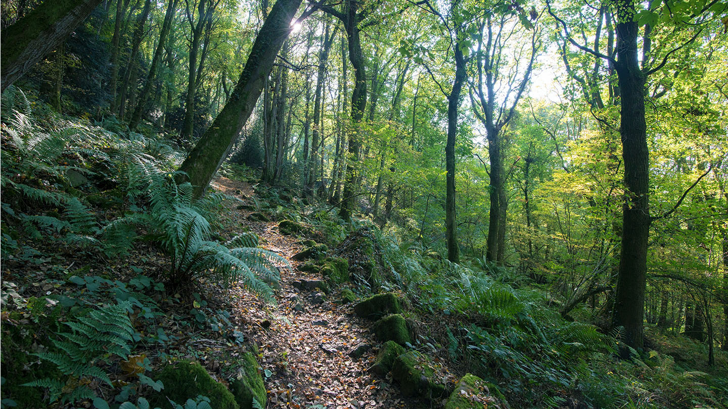 Broadleaved Woodland - British Habitats - Woodland Trust