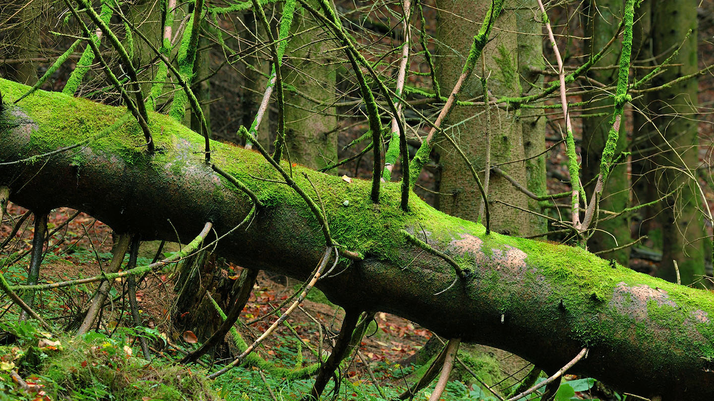 Sitka Spruce (Picea sitchensis) - British Trees - Woodland Trust