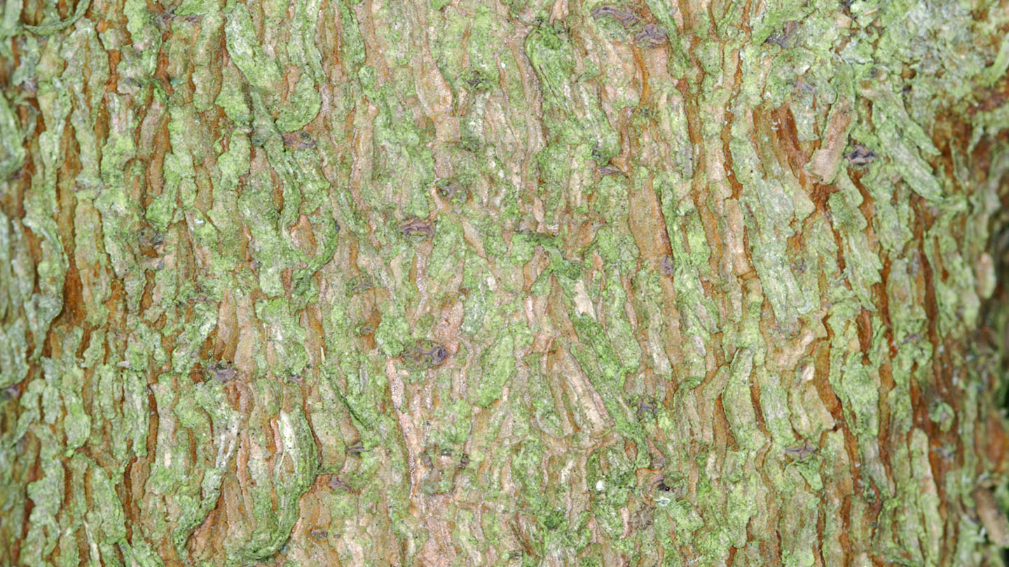Sitka Spruce (Picea sitchensis) - British Trees - Woodland Trust