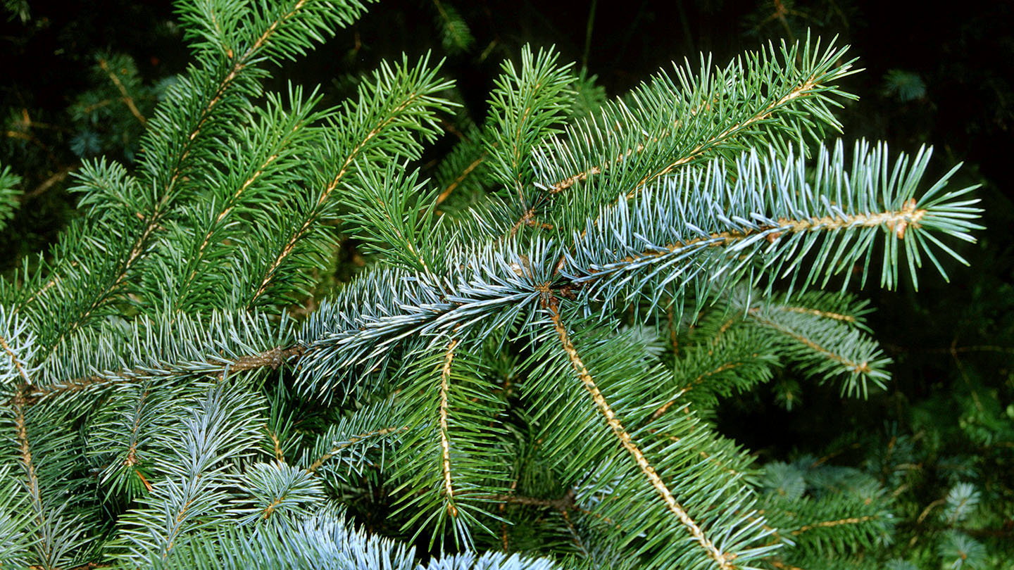 Sitka Spruce (Picea sitchensis) - British Trees - Woodland Trust