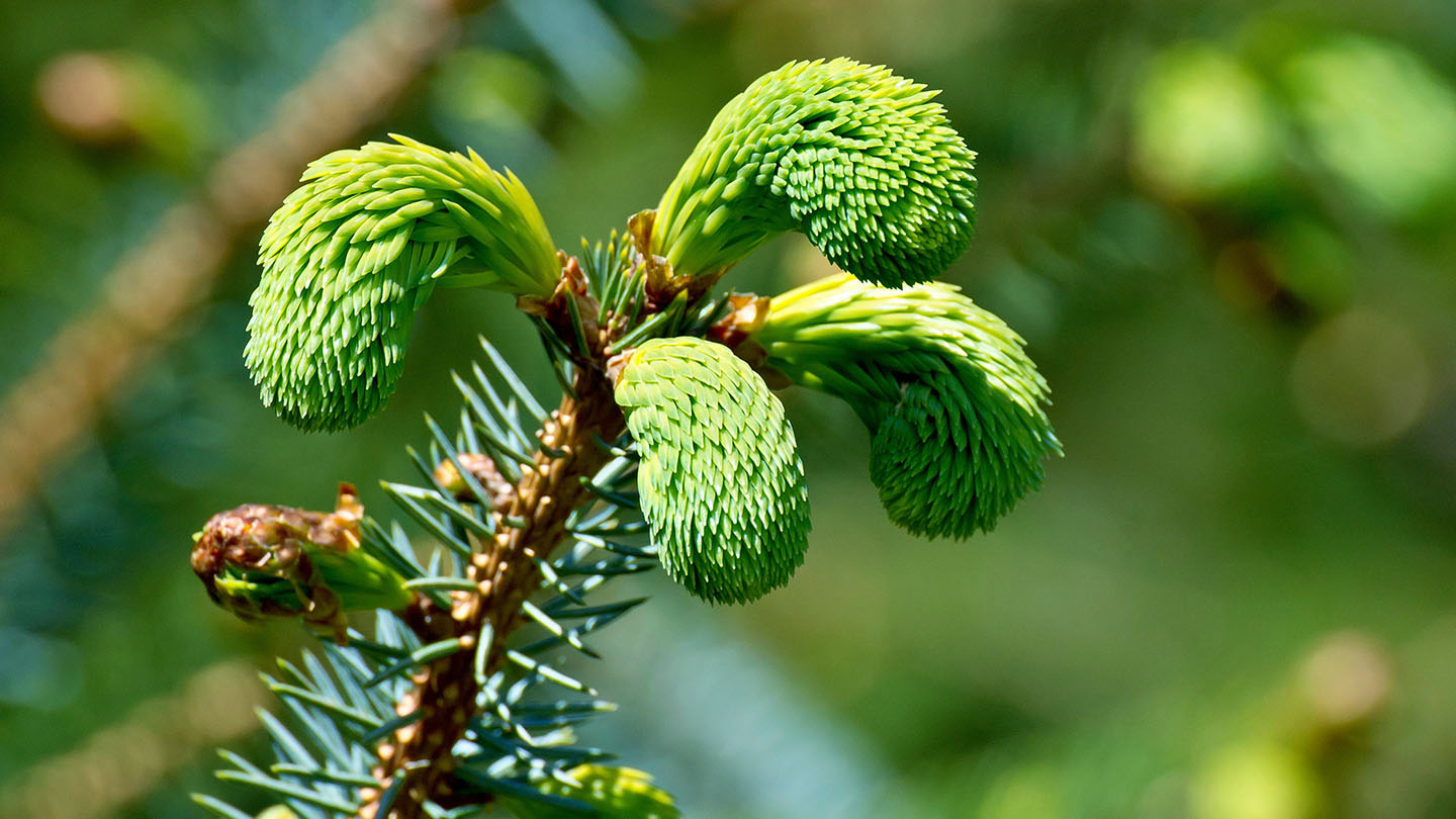 Sitka Spruce (Picea sitchensis) - British Trees - Woodland Trust