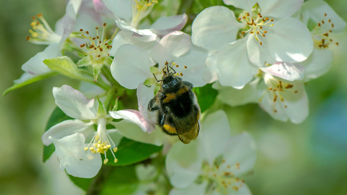 Orchards - British Habitats - Woodland Trust