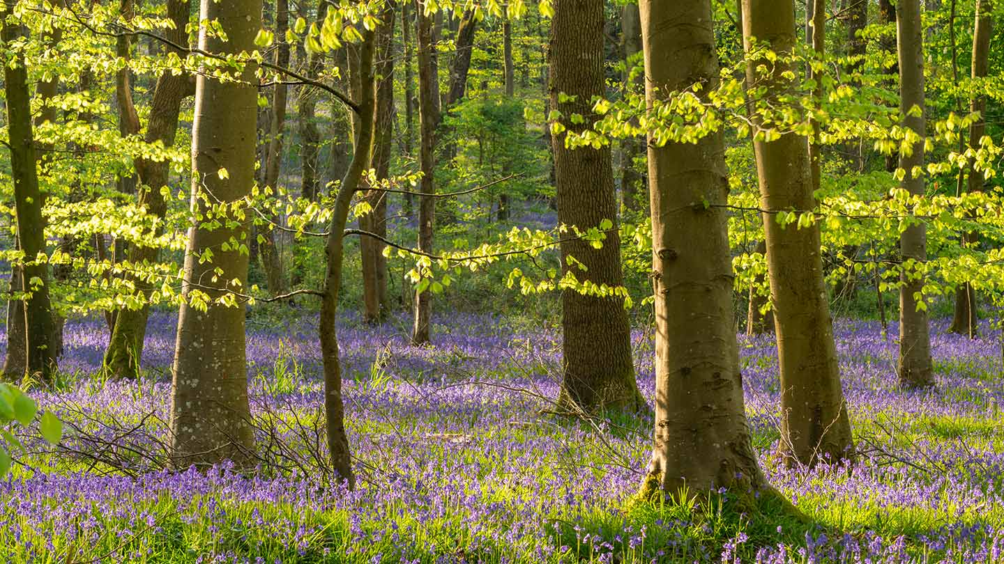 Duncliffe Wood - Visiting Woods - Woodland Trust