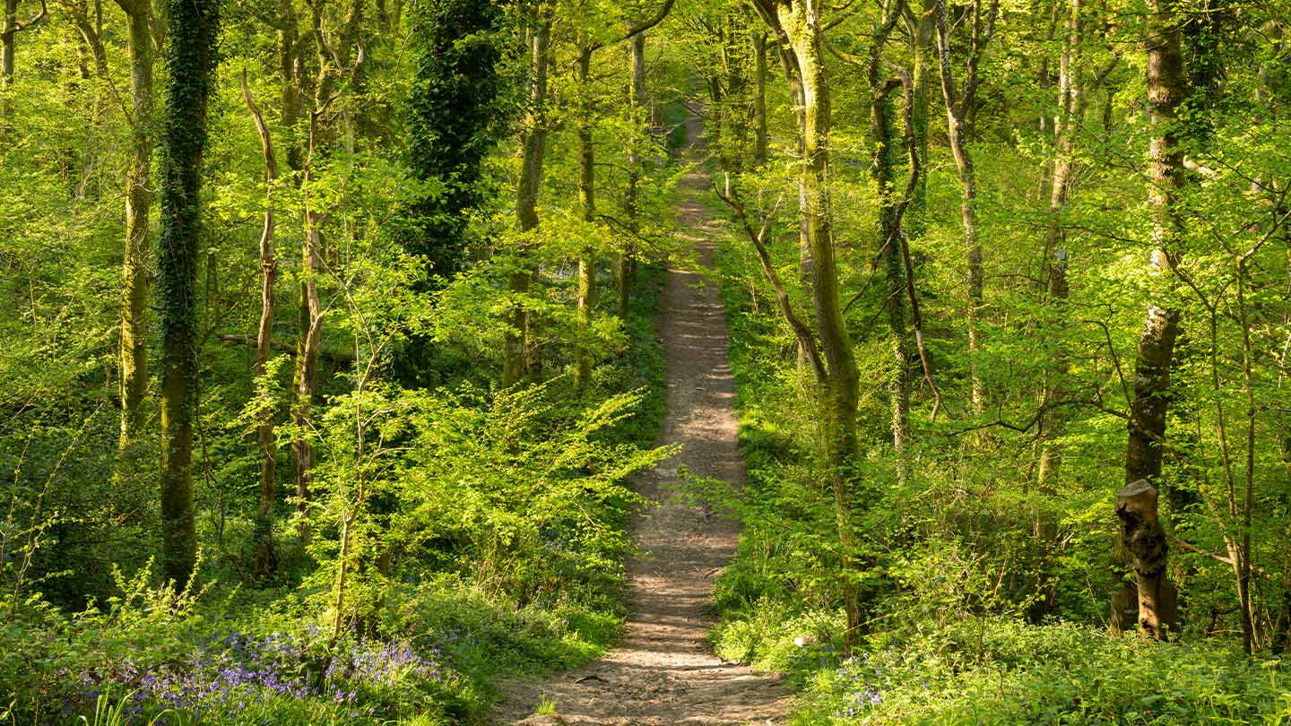 Duncliffe Wood - Visiting Woods - Woodland Trust