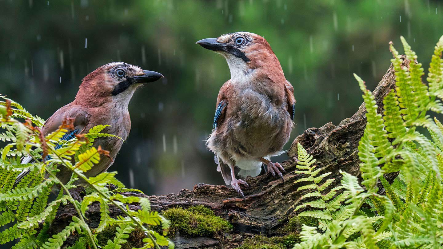 Temperate Rainforest in the UK - Woodland Trust
