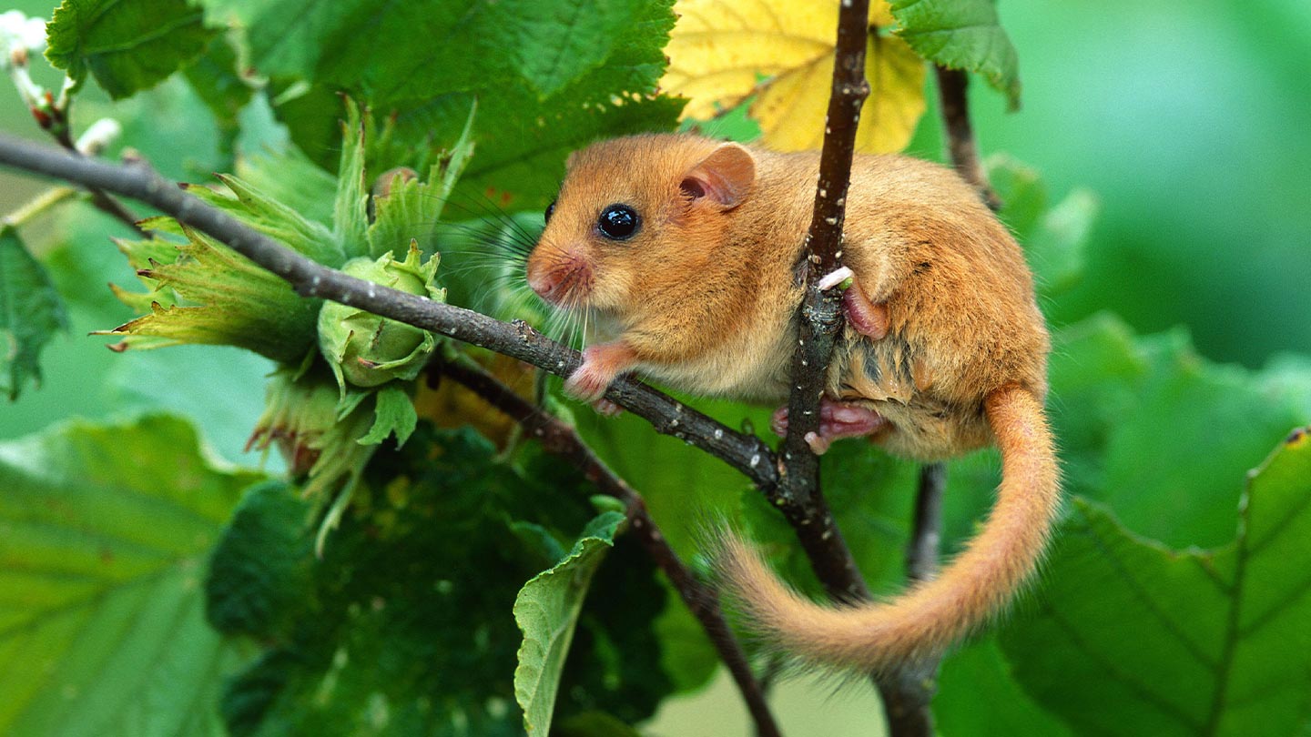 Support our Rainforest Appeal: Make a Donation - Woodland Trust