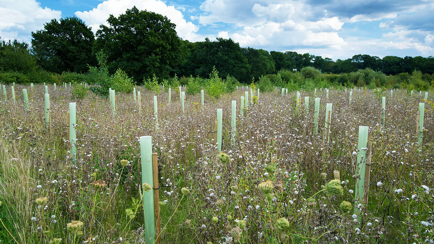 Plantations and New Native Woods - Woodland Trust