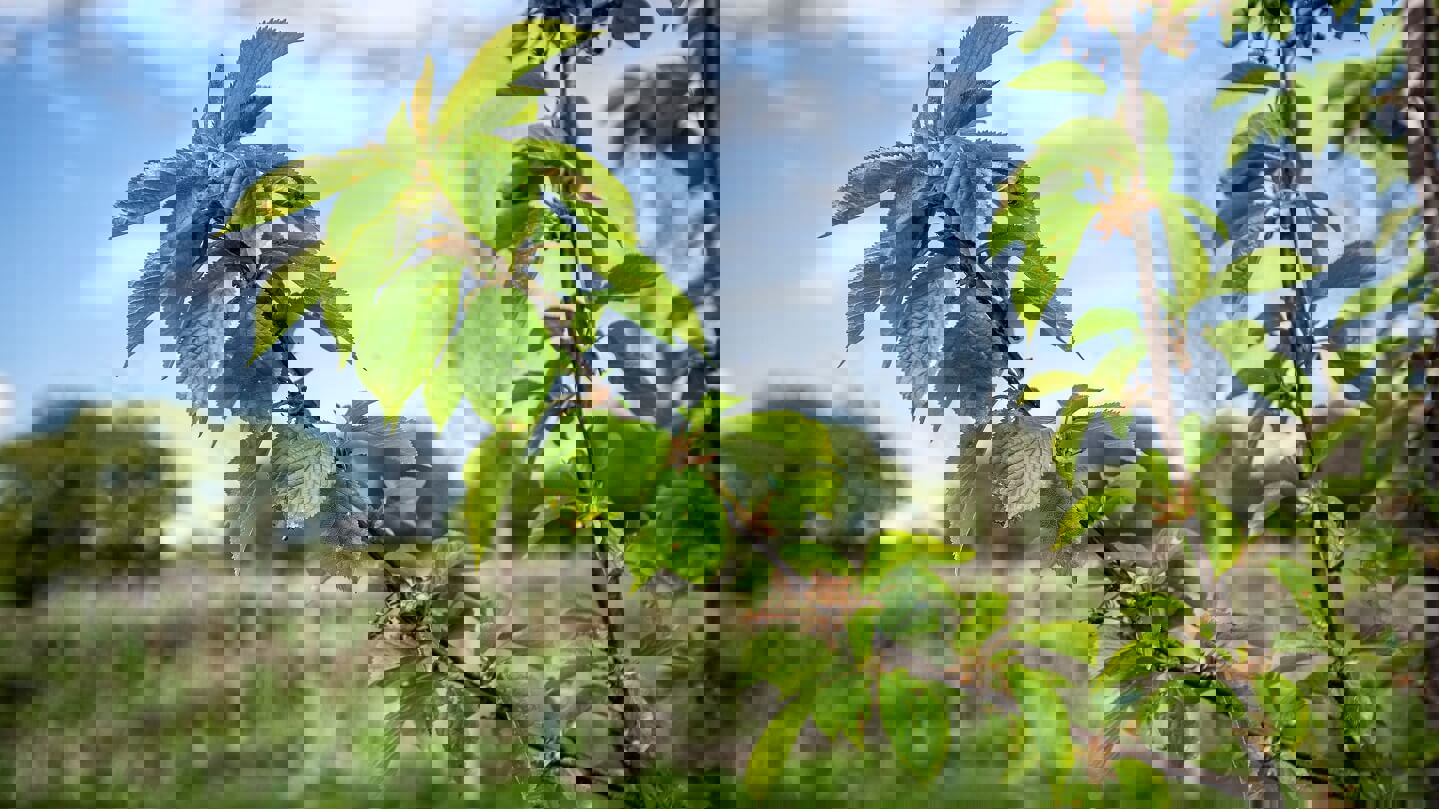 Stump Up For Trees Transforms Bryn Arw - Woodland Trust - Woodland Trust