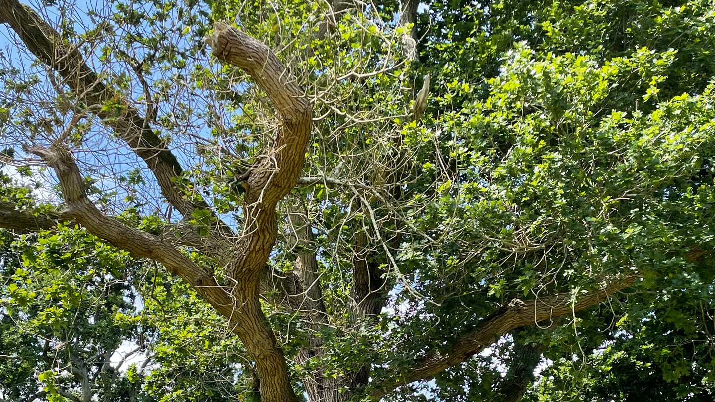 Acute Oak Decline - Tree Diseases - Woodland Trust