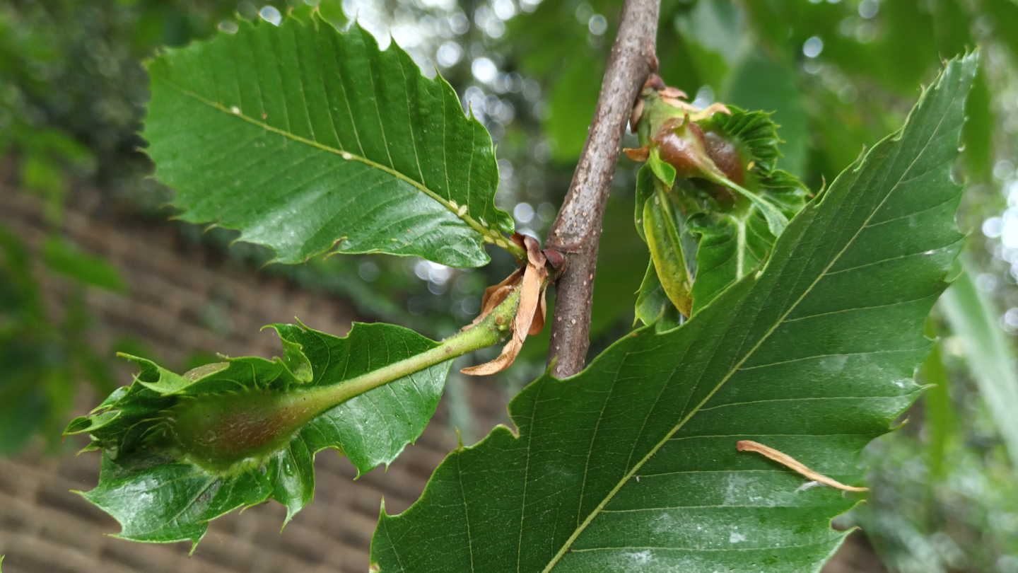 Oriental Chestnut Gall Wasp (D. kuriphilus) - Woodland Trust