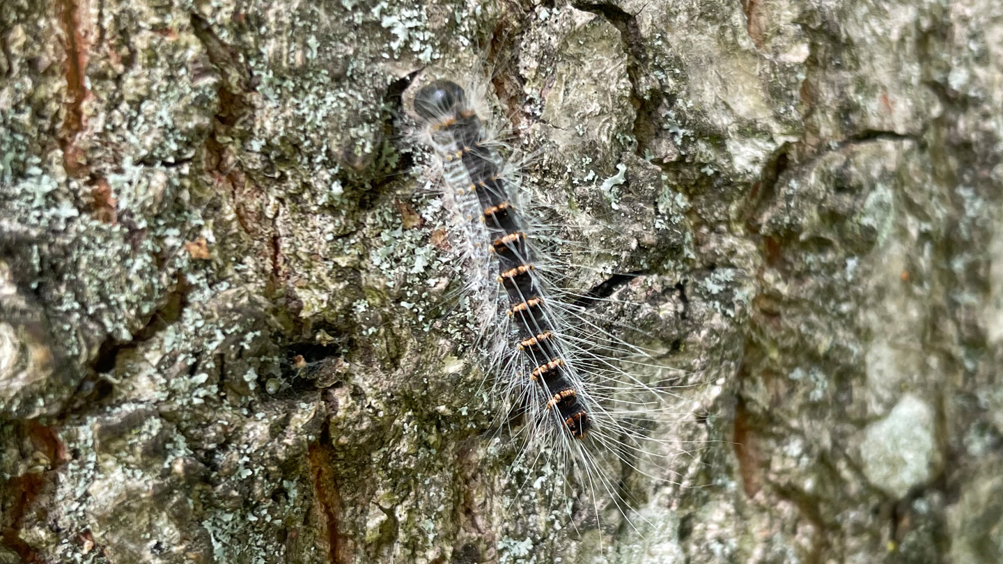Oak Processionary Moth (T. processionea) - Woodland Trust