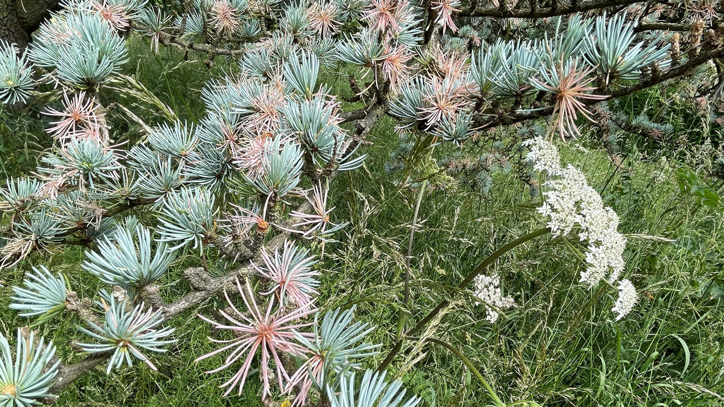 Sirococcus tsugae - Tree Disease - Woodland Trust