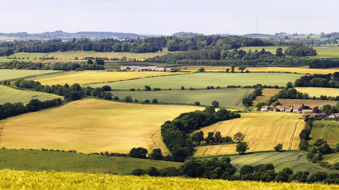 Why Does Sap Rise In Spring? - Woodland Trust