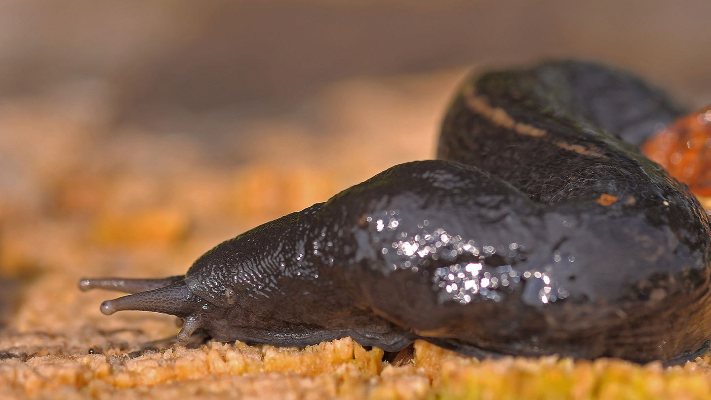 Ash-Black Slug (Limax cinereoniger) - Woodland Trust - Woodland Trust