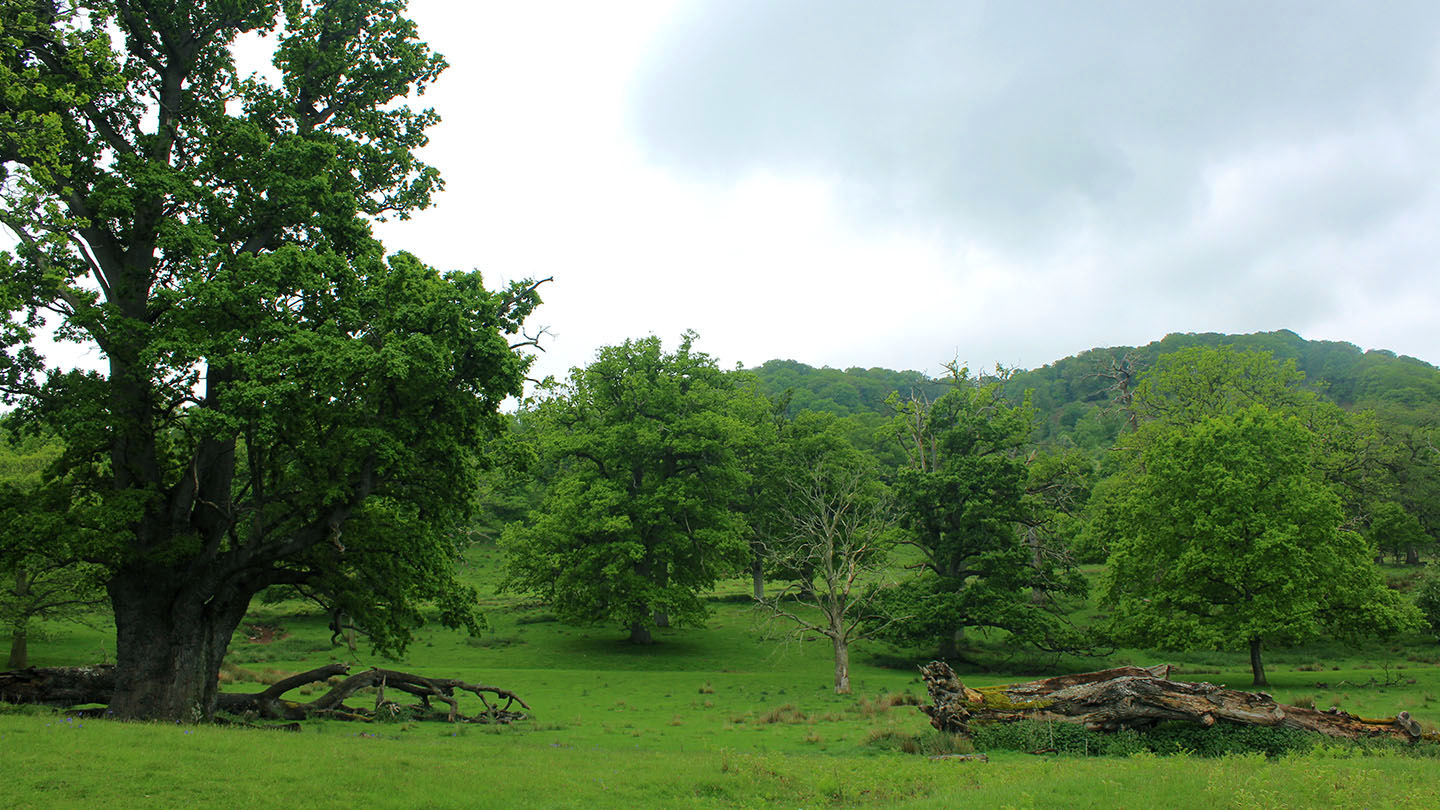 Wood Pasture and Parkland – British Habitats - Woodland Trust