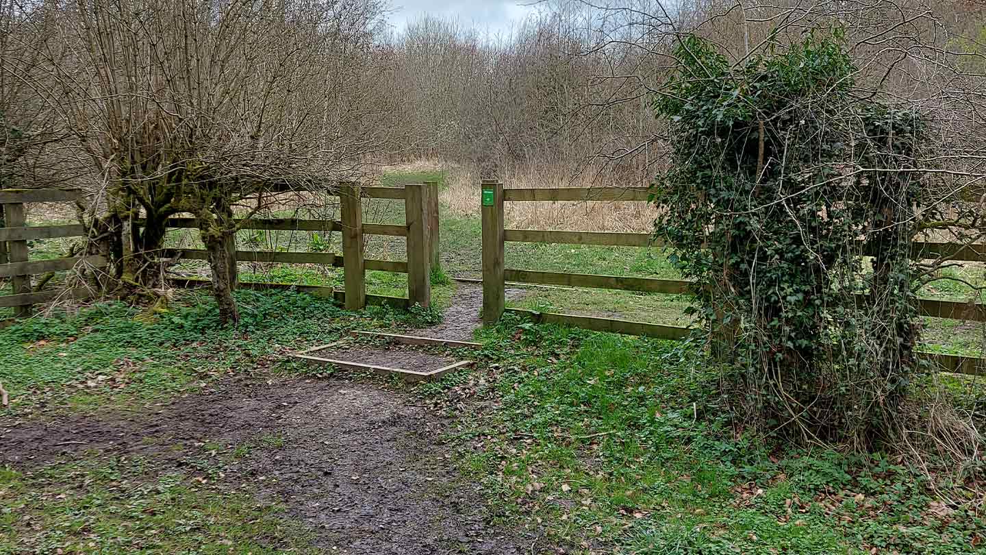 Paddock Wood - Visiting Woods - Woodland Trust