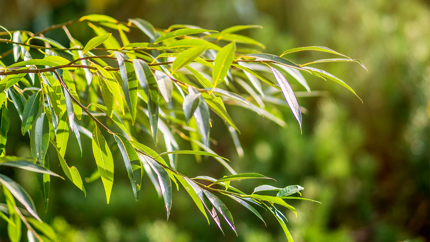 Crack Willow (Salix fragilis) – British Trees - Woodland Trust