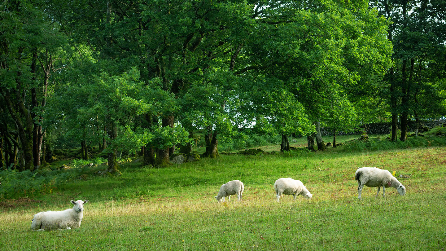 Uncovering Ancient Trees - Woodland Trust