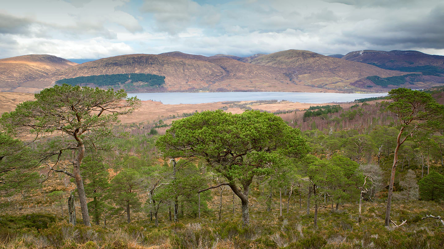 Caledonian Forest and Conifer Woods - Woodland Trust